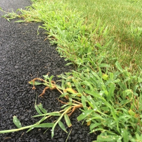 What is the Weird Grass Growing in My Yard? 6 Common Grassy Weeds in ...