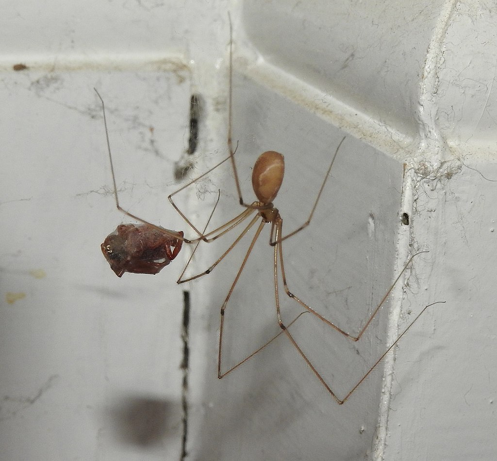 5 Types of Spiders in Ohio & How To Keep Them Out of Your House