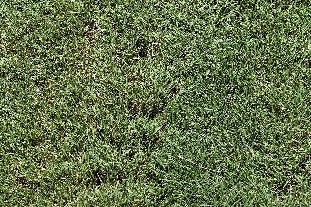What is the Weird Grass Growing in My Yard? 6 Common Grassy Weeds in ...