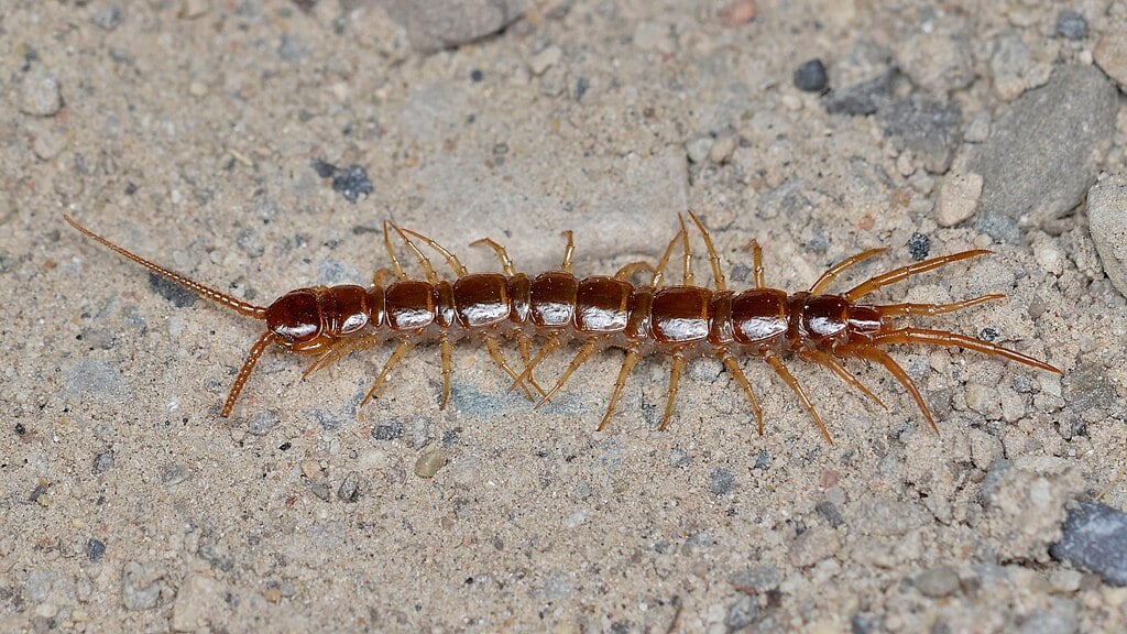 4 Things You Should Know About Centipedes in Your House