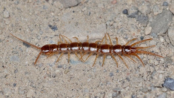 4 Things You Should Know About Centipedes in Your House