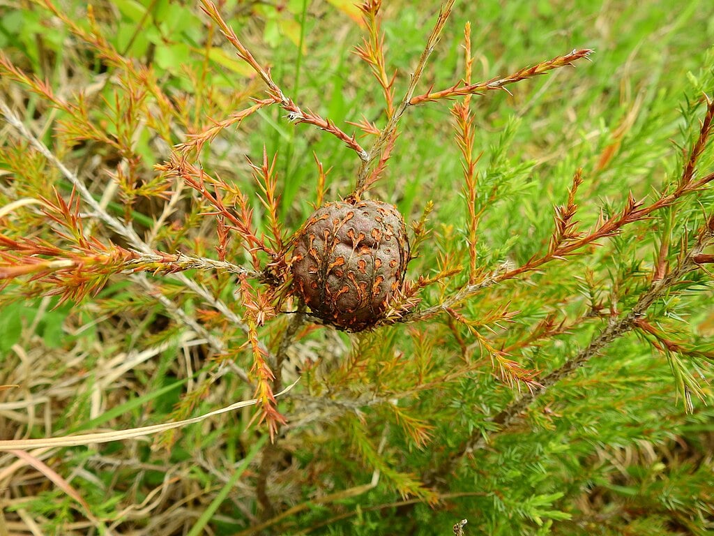 How to Identify and Treat Cedar Apple Rust Fungus in Ohio