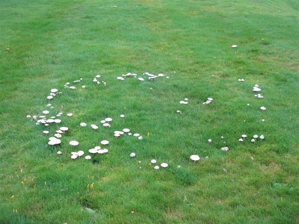 Fairy Rings in Grass: Does Your Lawn Need Treatment?