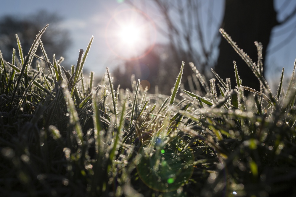 4 Winter Lawn Weeds in Ohio & What to Do About Them