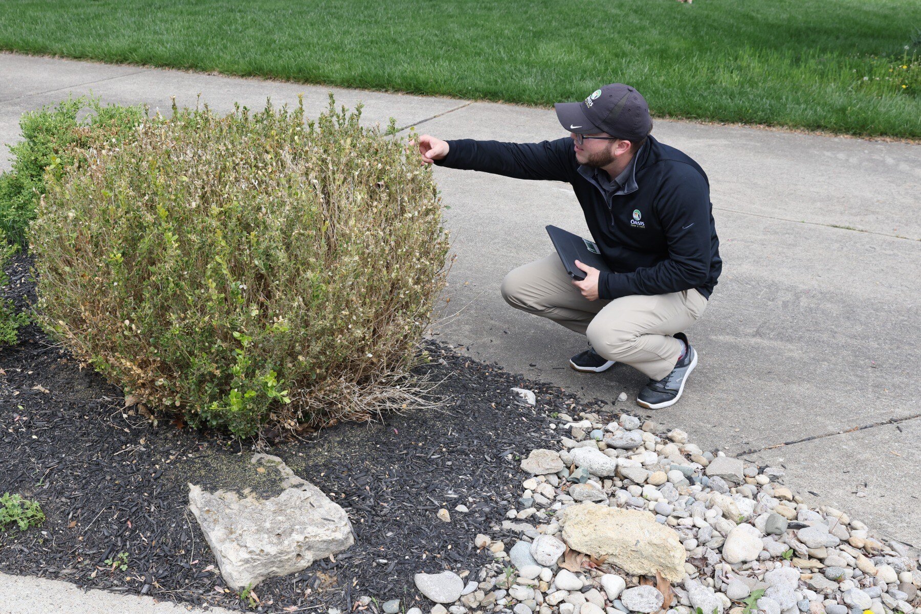 Box Tree Moth Quarantine in Ohio: What You Need to Know