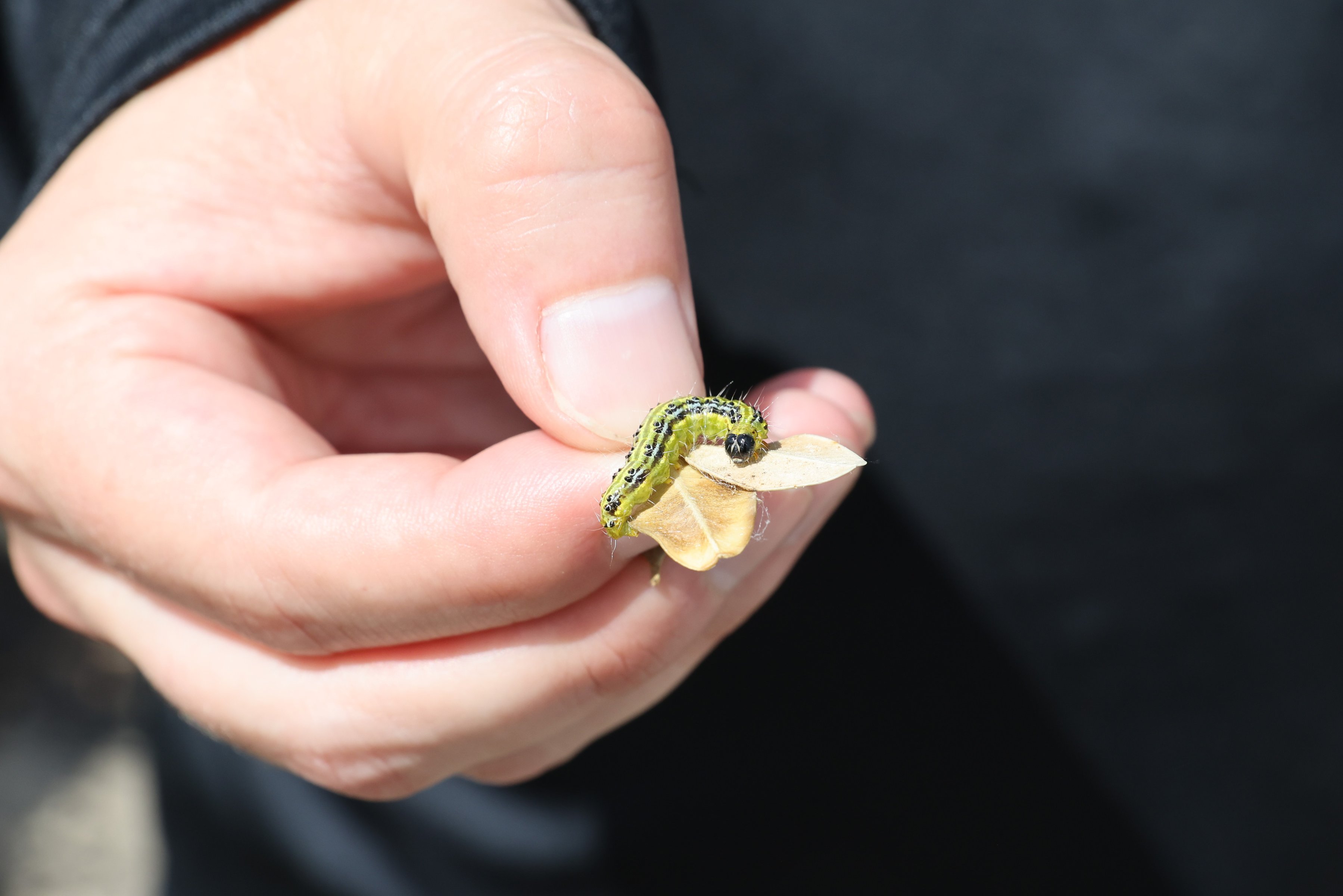 Box Tree Moth Quarantine in Ohio: What You Need to Know