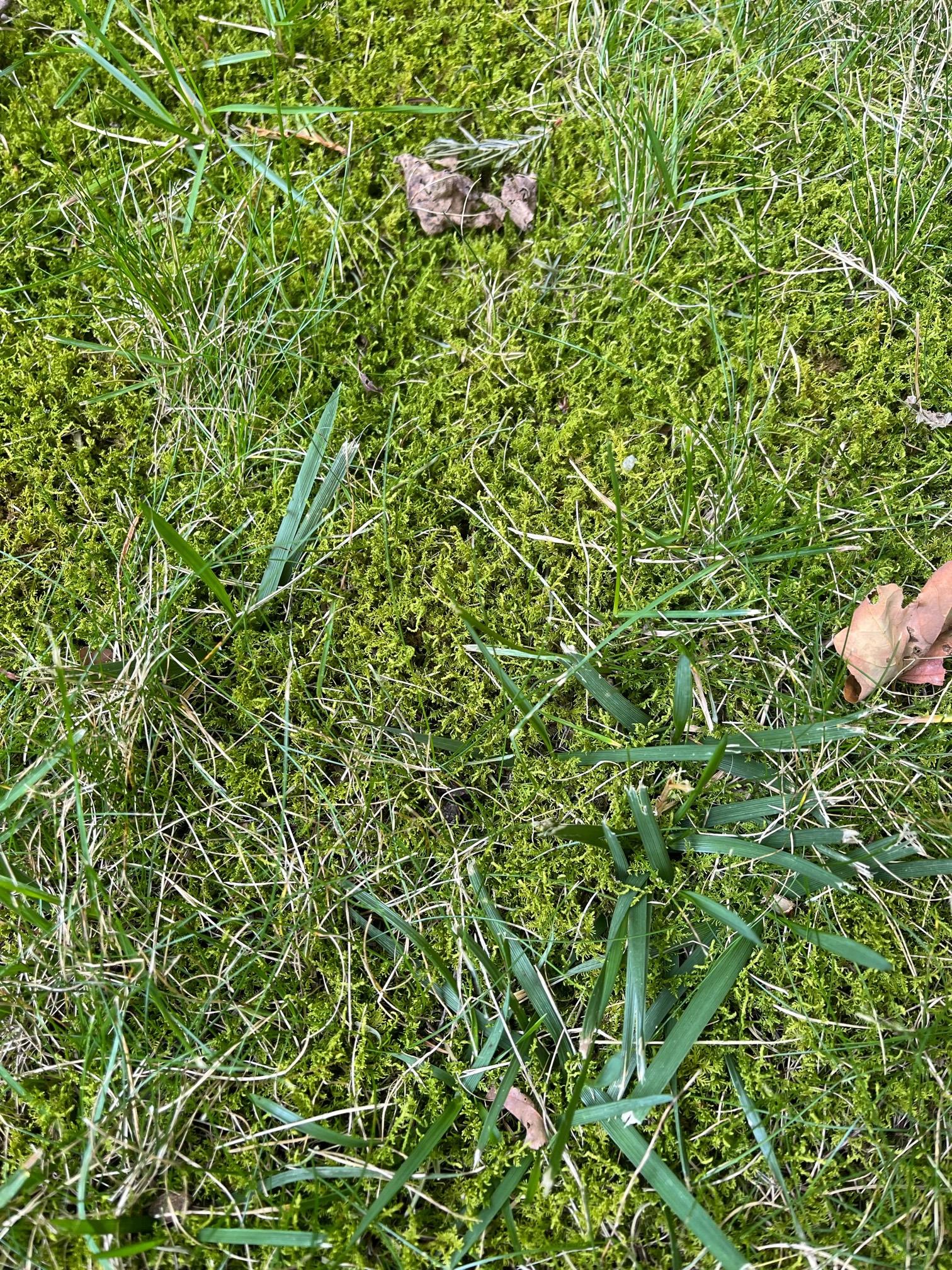 Treating Moss in Your Lawn: Advice for Ohio Homeowners